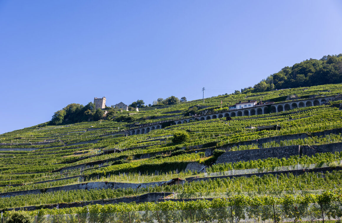 Balade À Lavaux ; Entre Grandvaux et Épesses - La Route de Ben